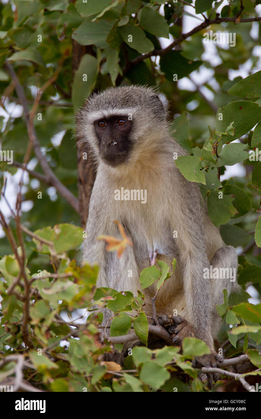 Vervet monkey (chlorocebus pygerythrus) in the bush, Kruger National ...