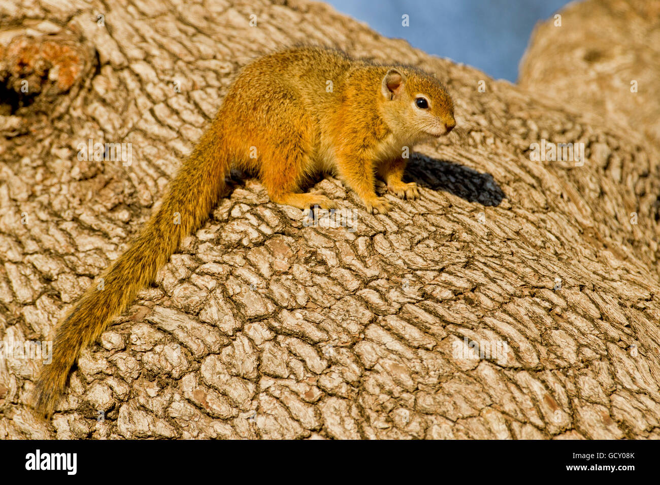 African tree squirrel (Paraxerus cepapi), Kruger National Park, South ...