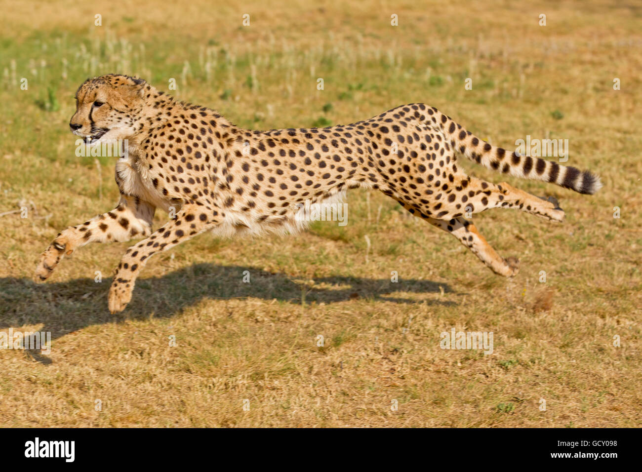 Cheetah Running Wallpaper Hd