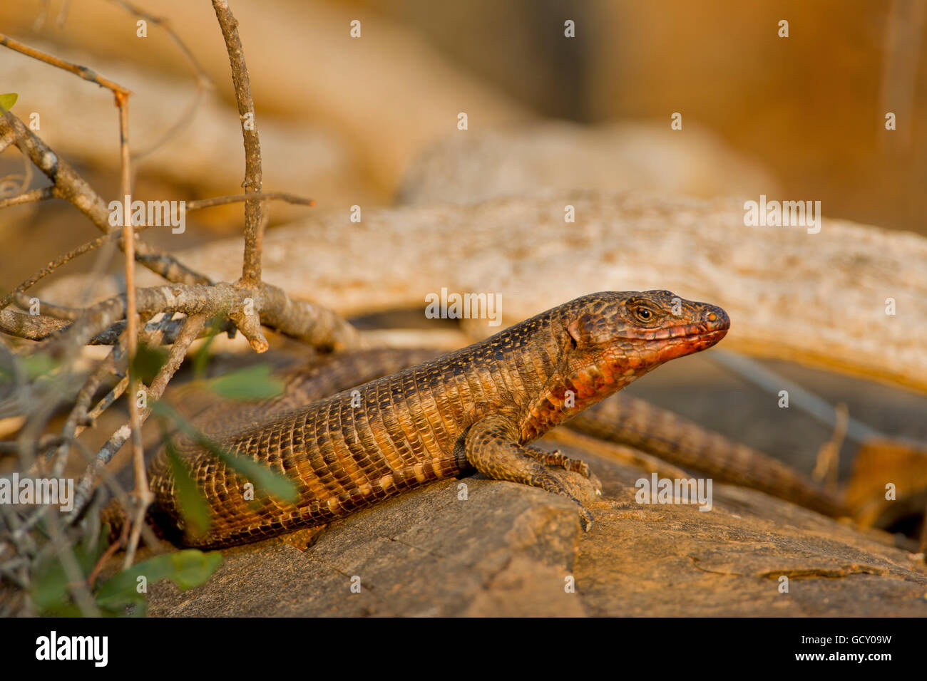 Giant plated lizard (Gerrhosaurus validus), Kruger National Park, South ...