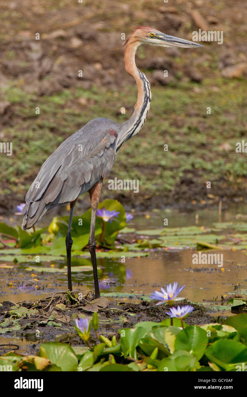 Goliath heron (Ardea goliath) at a waterhole, Kruger National Park ...