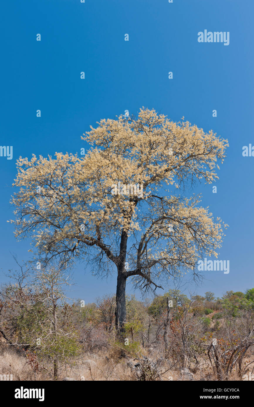 African thorn tree hi-res stock photography and images - Alamy