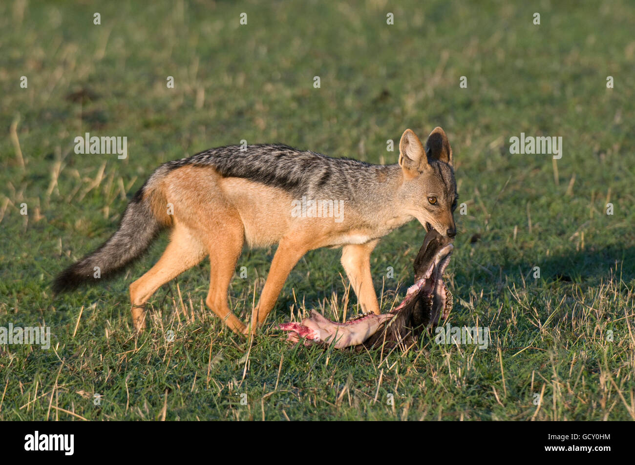 Black-backed Jackal (Canis mesomelas), Masai Mara National Reserve, Kenya, Africa Stock Photo ...