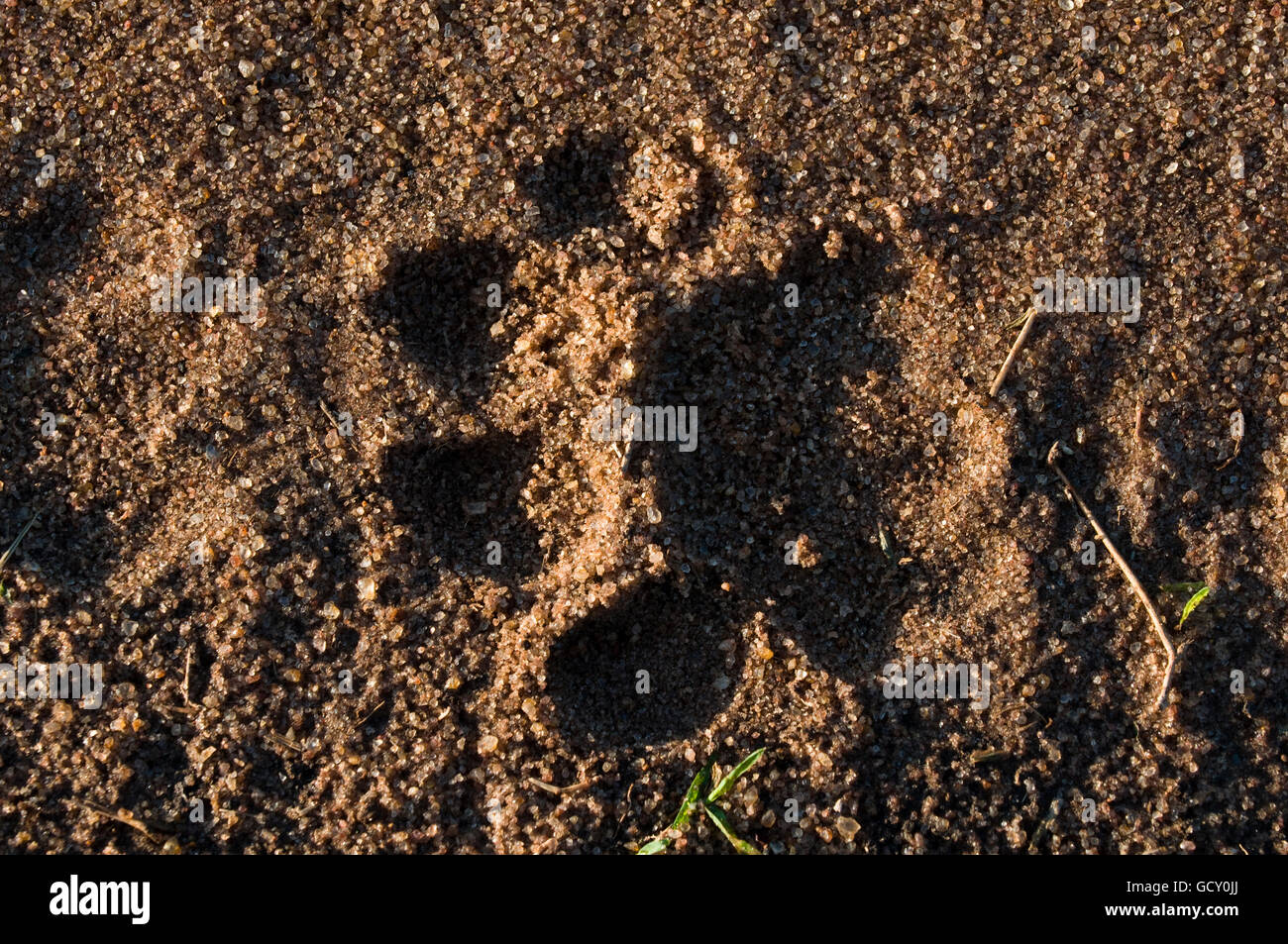 Africa lion track hi-res stock photography and images - Alamy