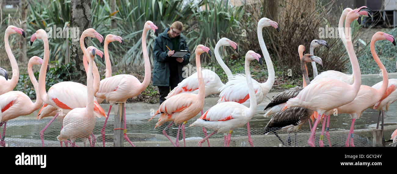 Handler Evelyn Guyett counts the flamingos during the annual stock-take ...