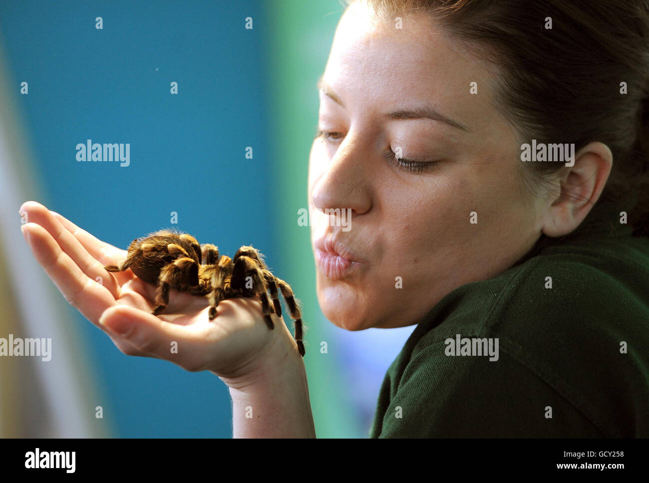 Insect handler Kate Pearce poses with a Mexican Red Knee Tarantula ...