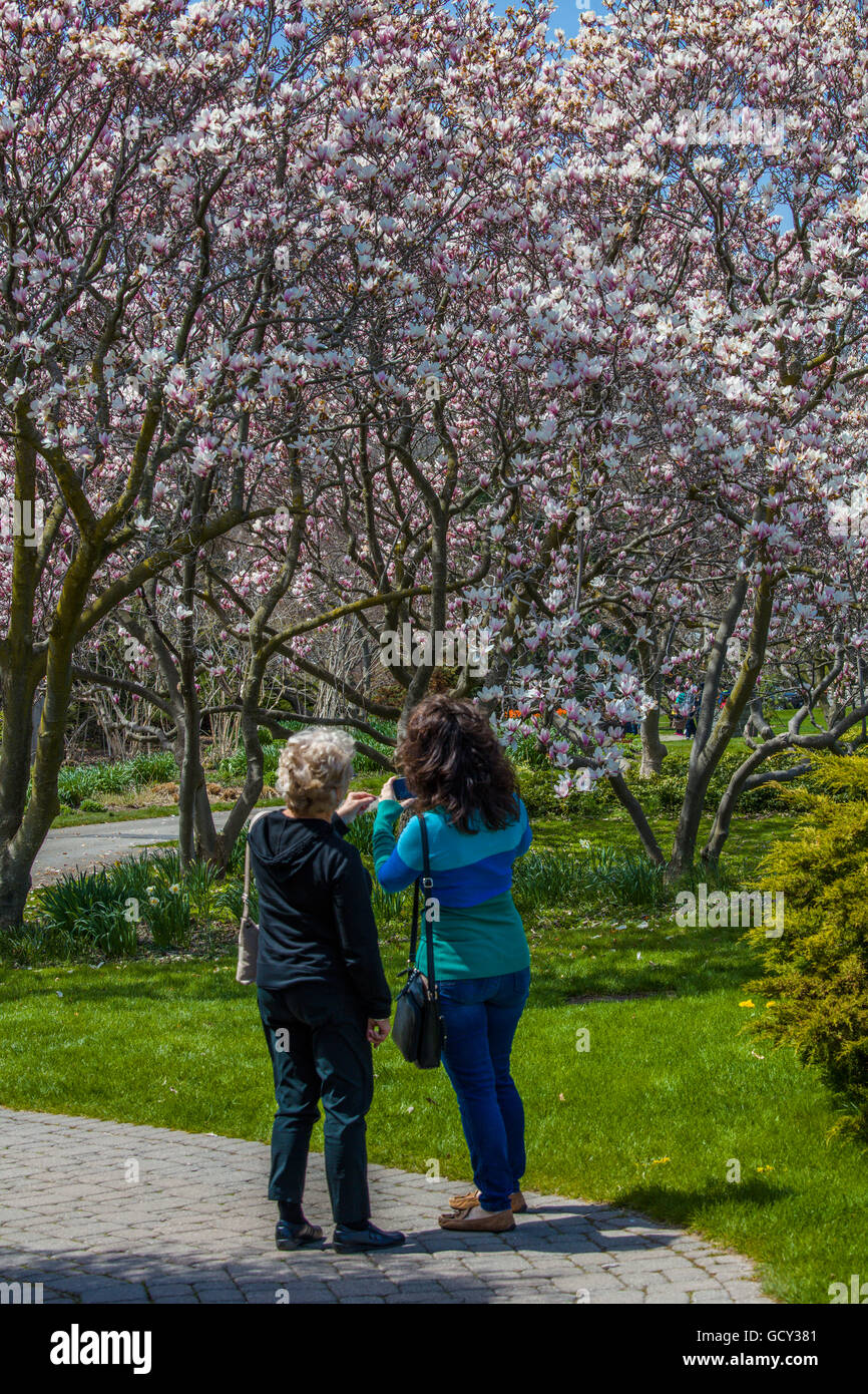 Magnolia trees hi-res stock photography and images - Alamy