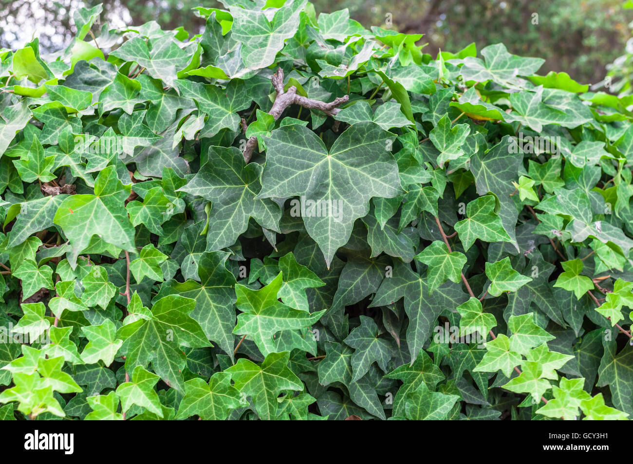 Ivy in summer hi-res stock photography and images - Alamy
