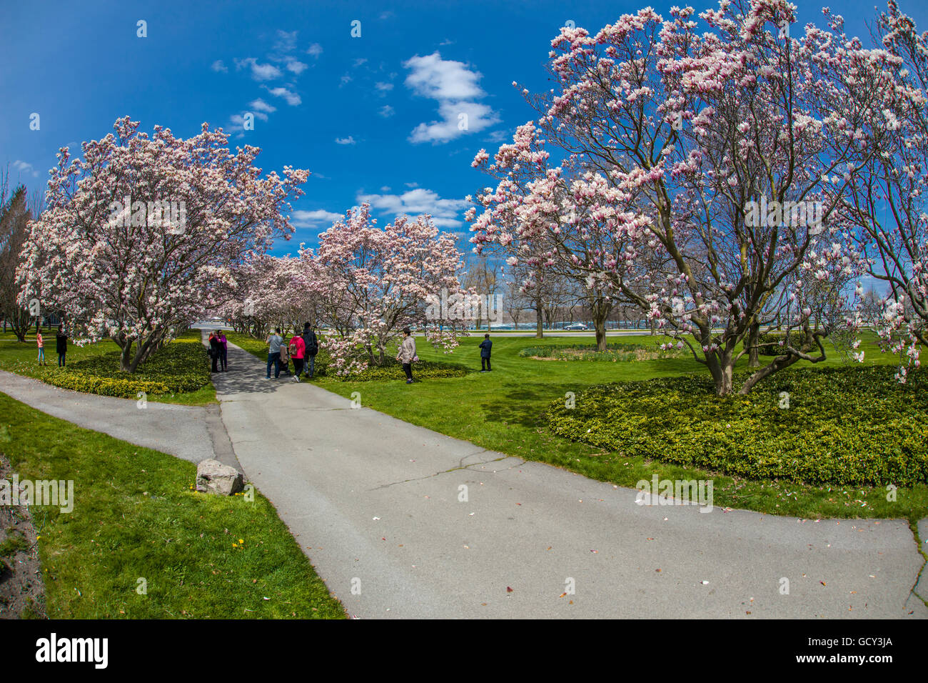 Magnolia trees hi-res stock photography and images - Alamy