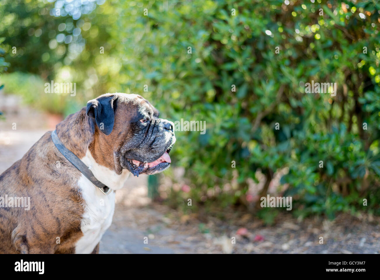 Dog outside hi-res stock photography and images - Alamy
