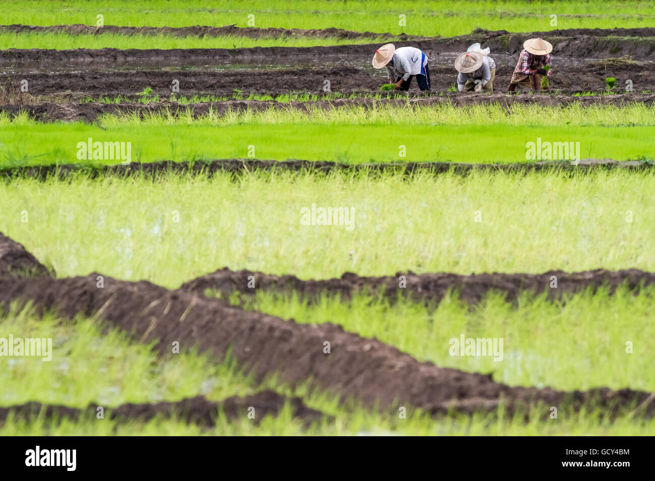 Three people plants rice is the rice fields Stock Photo - Alamy