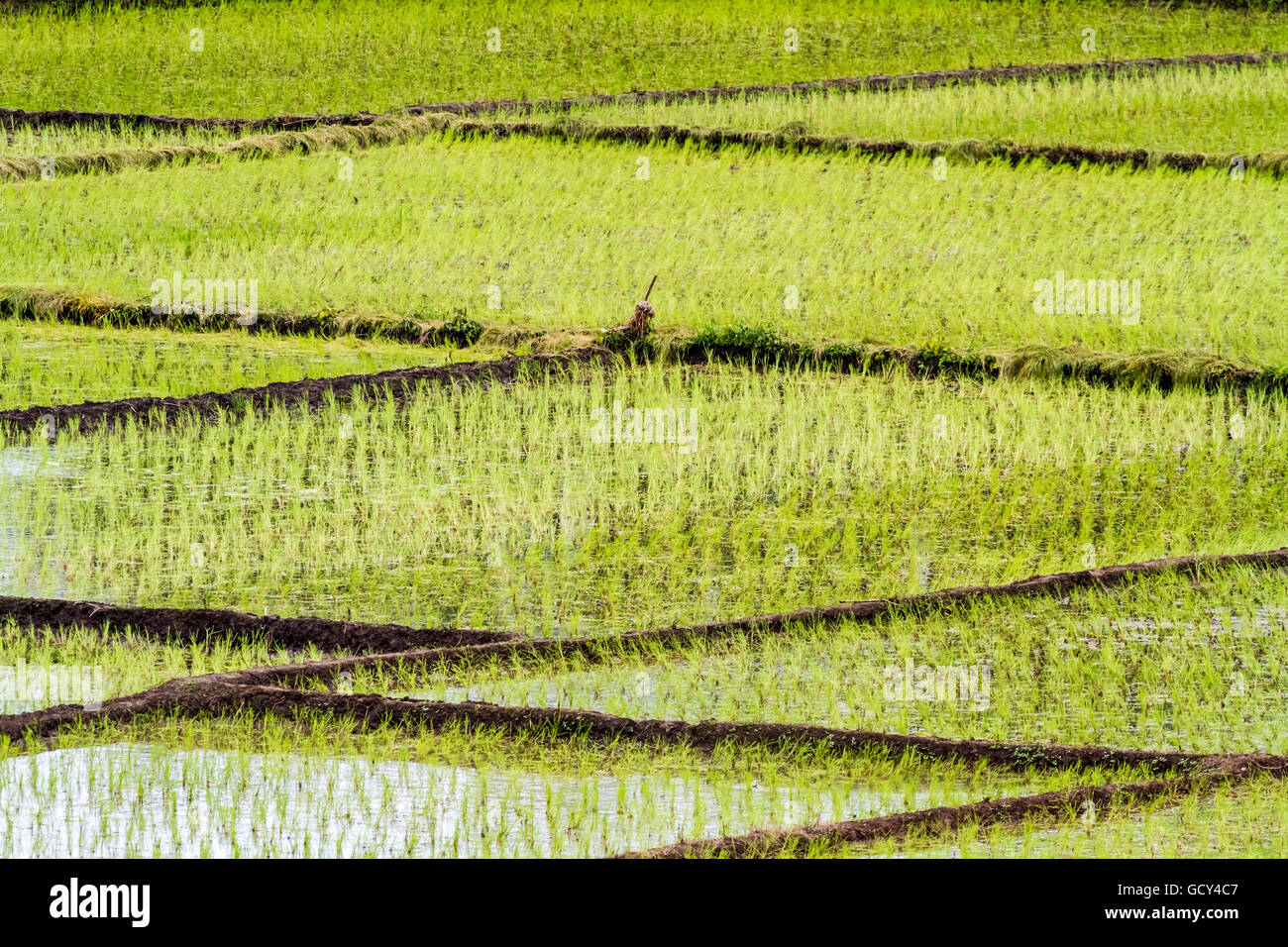 new rice fields in the water in Thailand Stock Photo - Alamy
