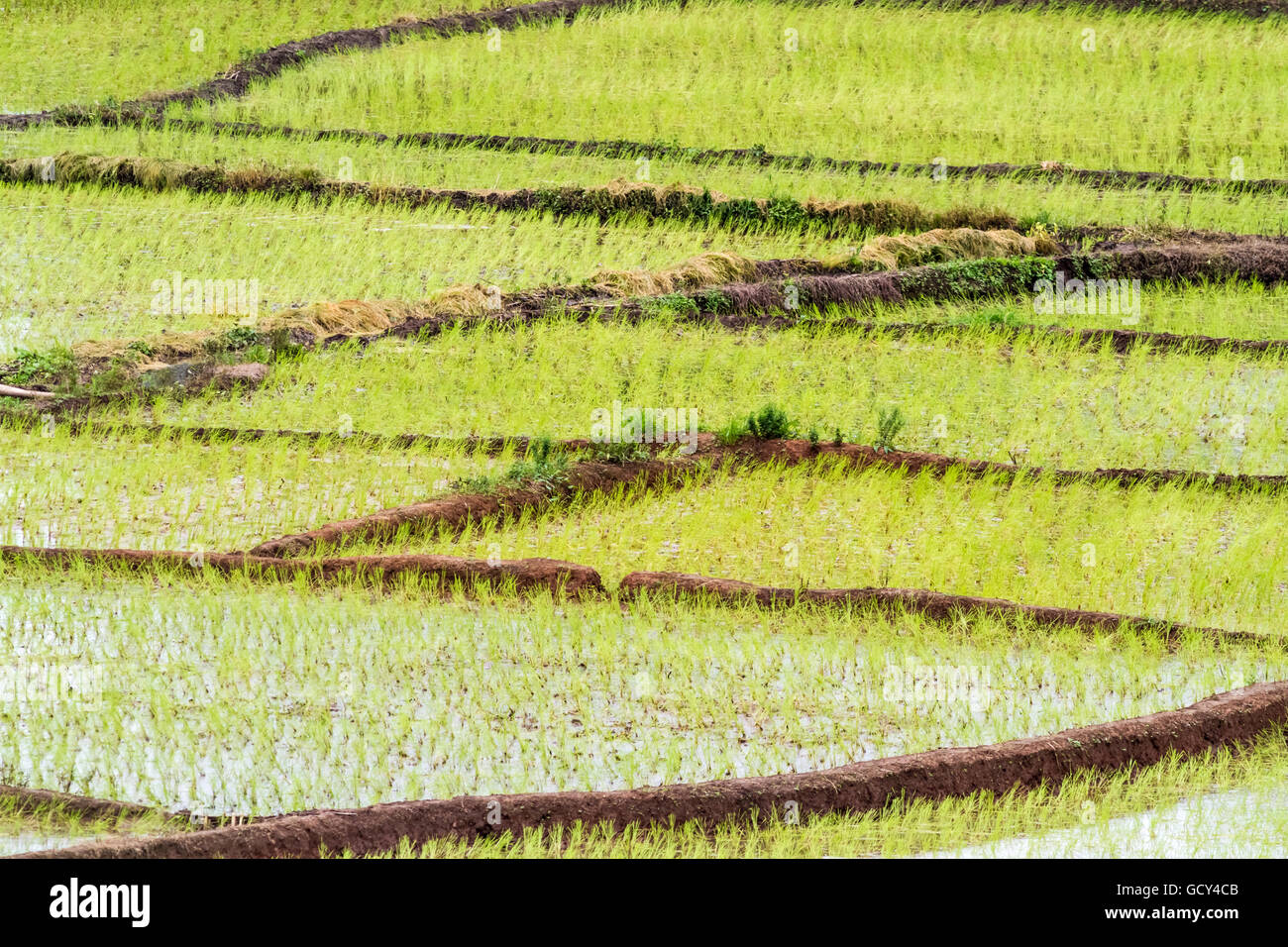 new rice fields in the water in Thailand Stock Photo - Alamy