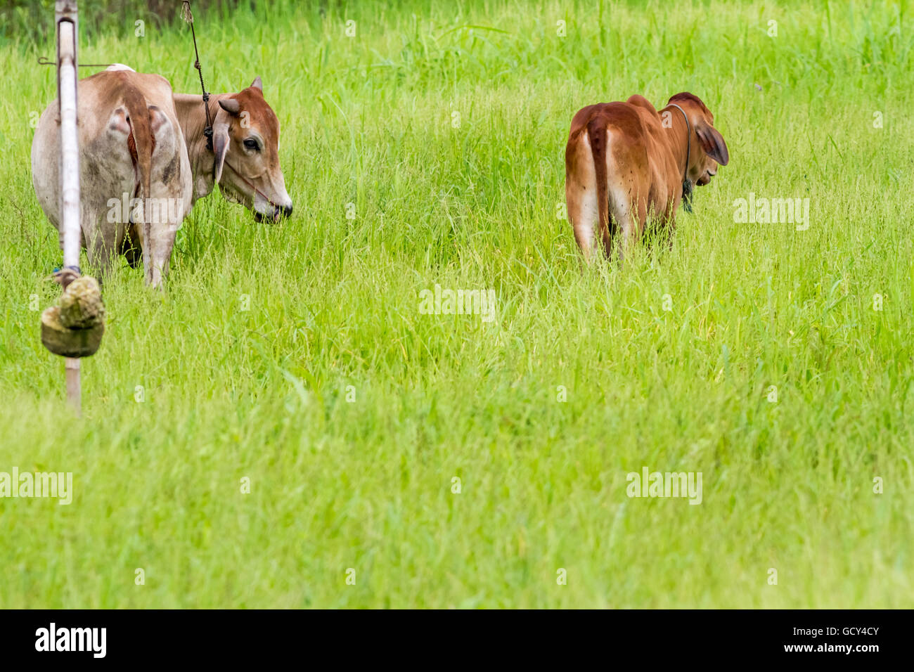 Calf at back of field hi-res stock photography and images - Alamy