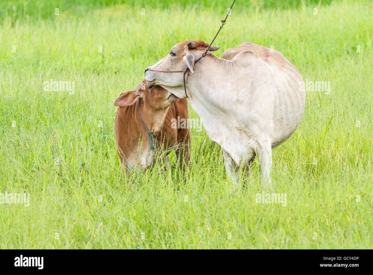Thai mother cow and calf stay on the field Stock Photo - Alamy