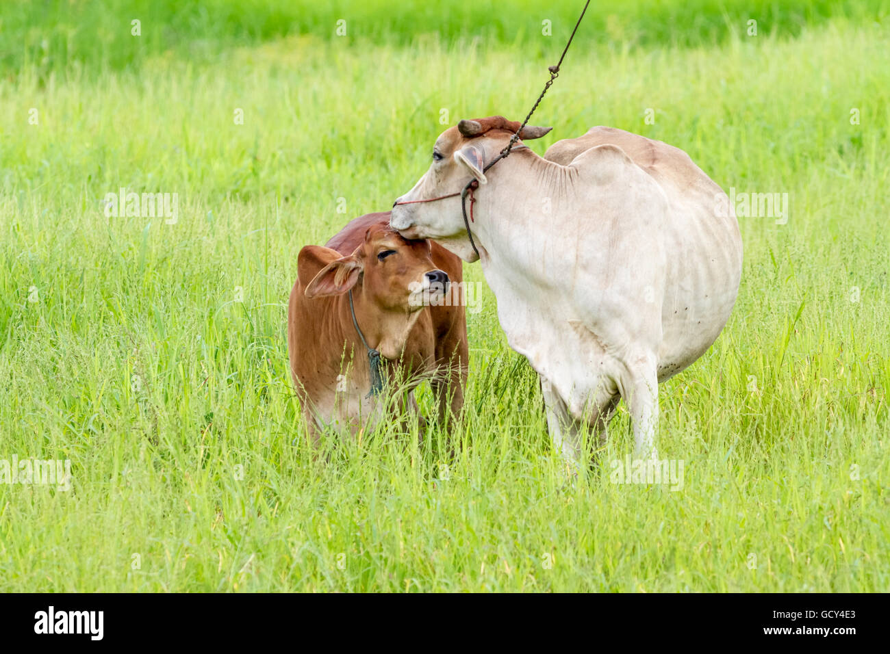 Calf on cow hi-res stock photography and images - Alamy