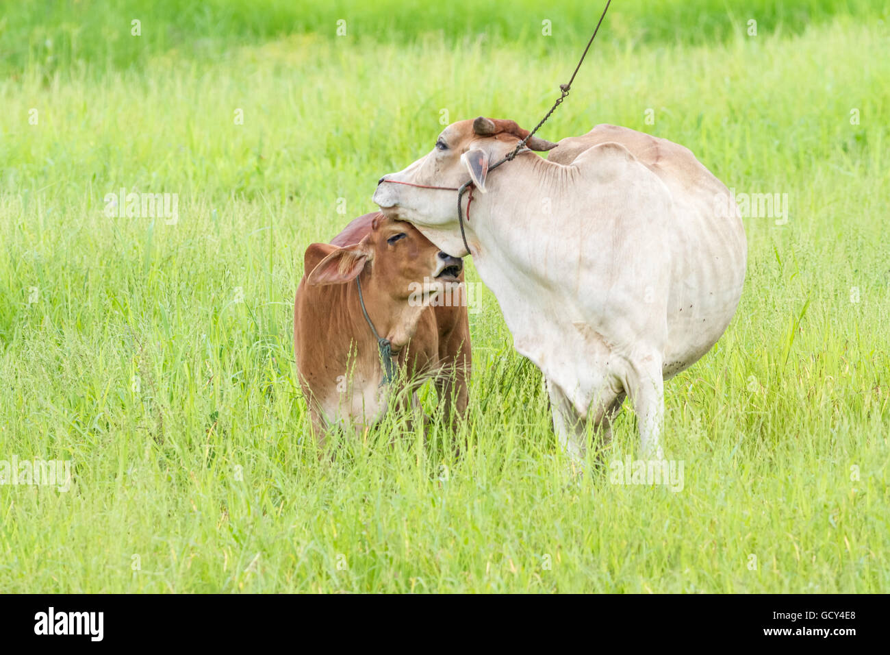 Thai mother cow and calf stay on the field Stock Photo - Alamy