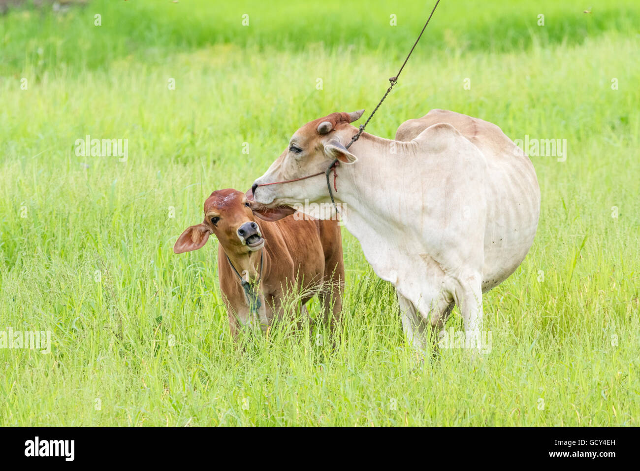Thai mother cow and calf stay on the field Stock Photo - Alamy