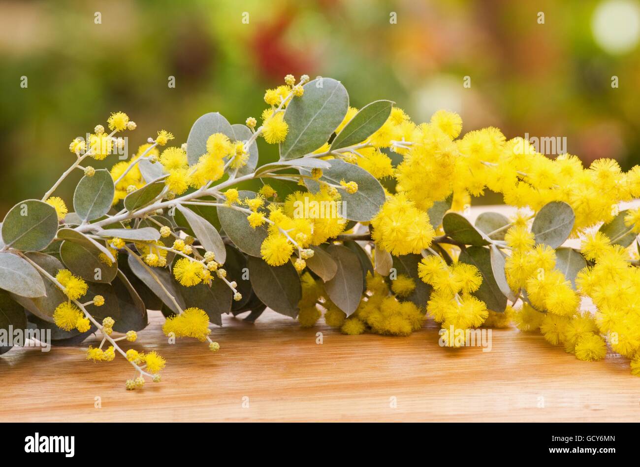 Pearl acacia (Acacia podalyriifolia) flowers on a garden table Stock ...