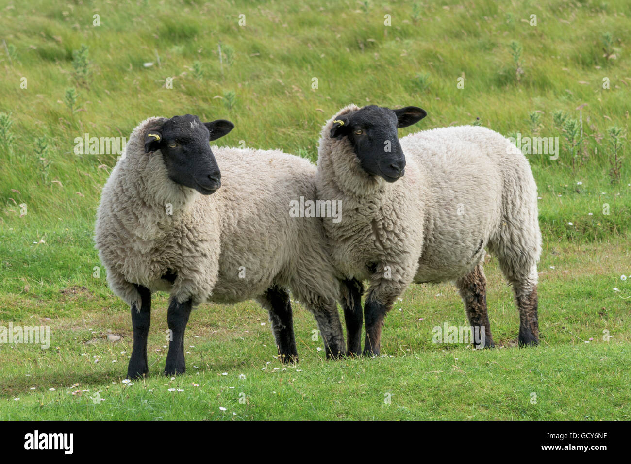Two sheep standing on grass; John O'Groats, Scotland Stock Photo - Alamy