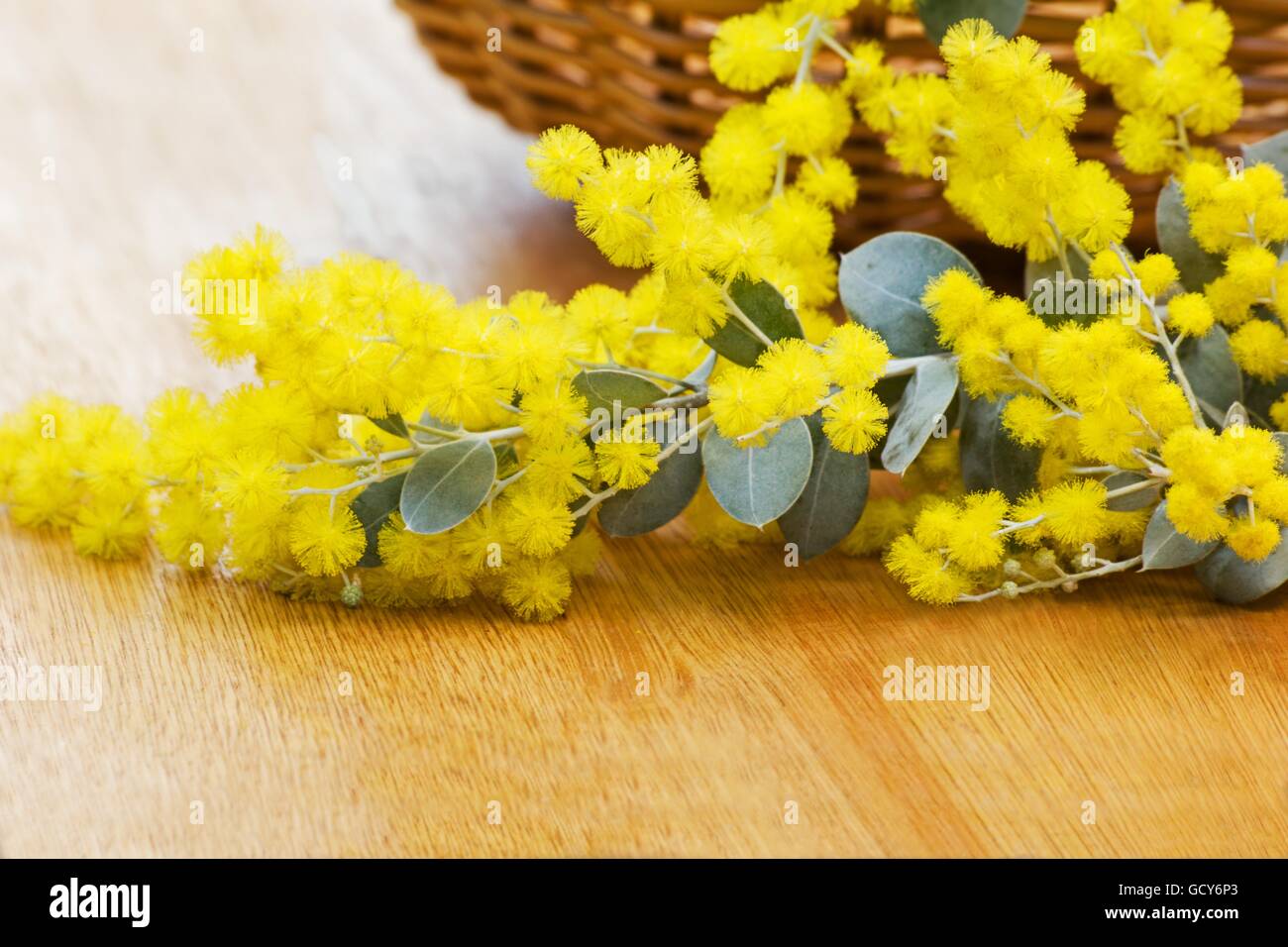 Pearl acacia (Acacia podalyriifolia) flowers and a basket on a table ...