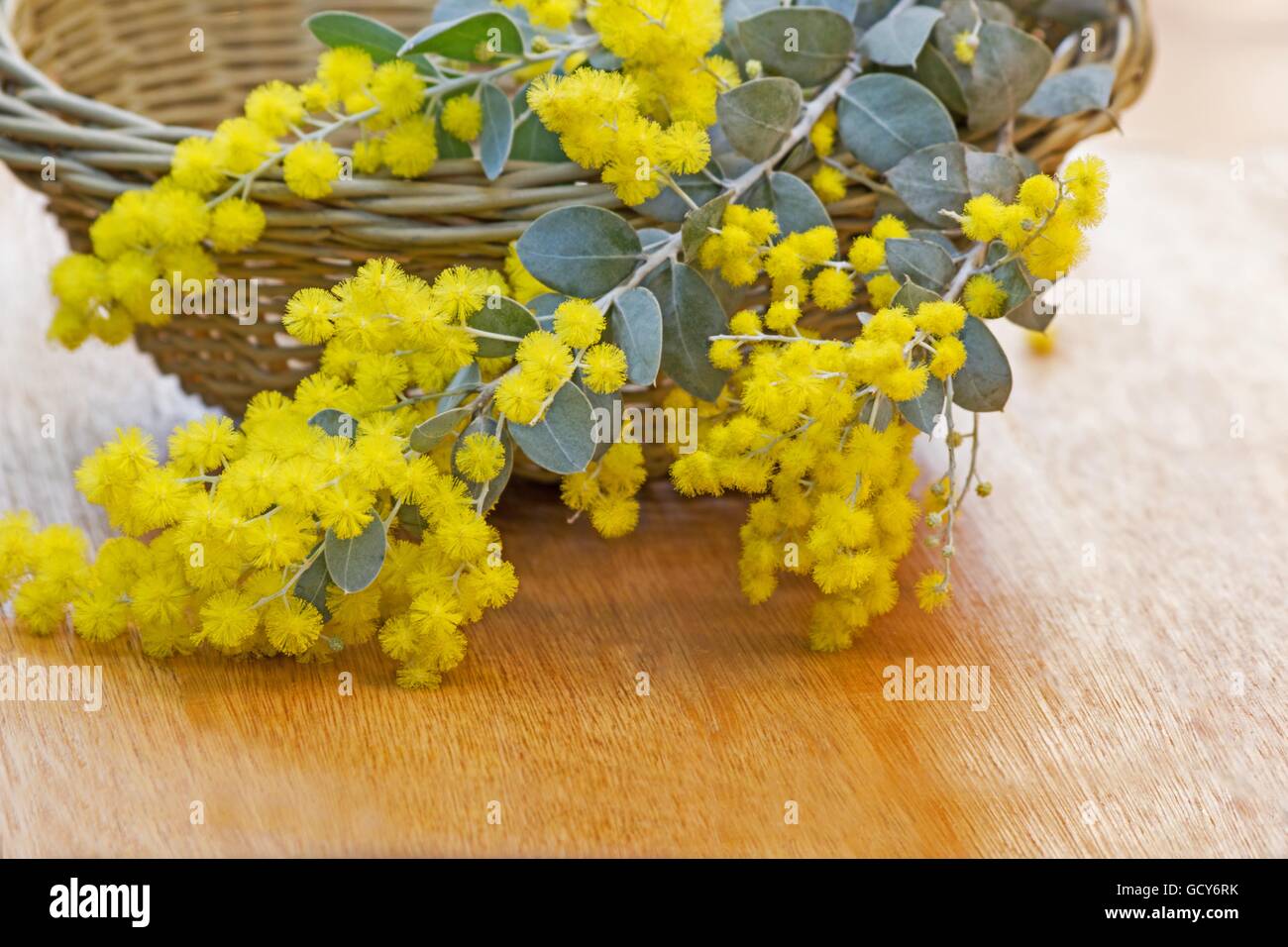 Pearl acacia (Acacia podalyriifolia) flowers and a basket on a table ...