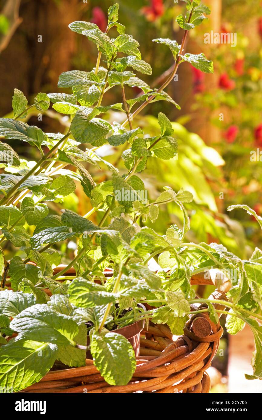 Mentha Variegata plant in a basket Stock Photo - Alamy