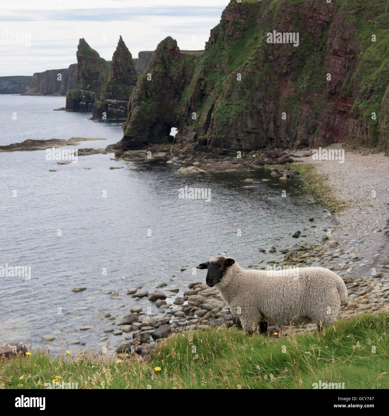 Sheep stands hi-res stock photography and images - Alamy