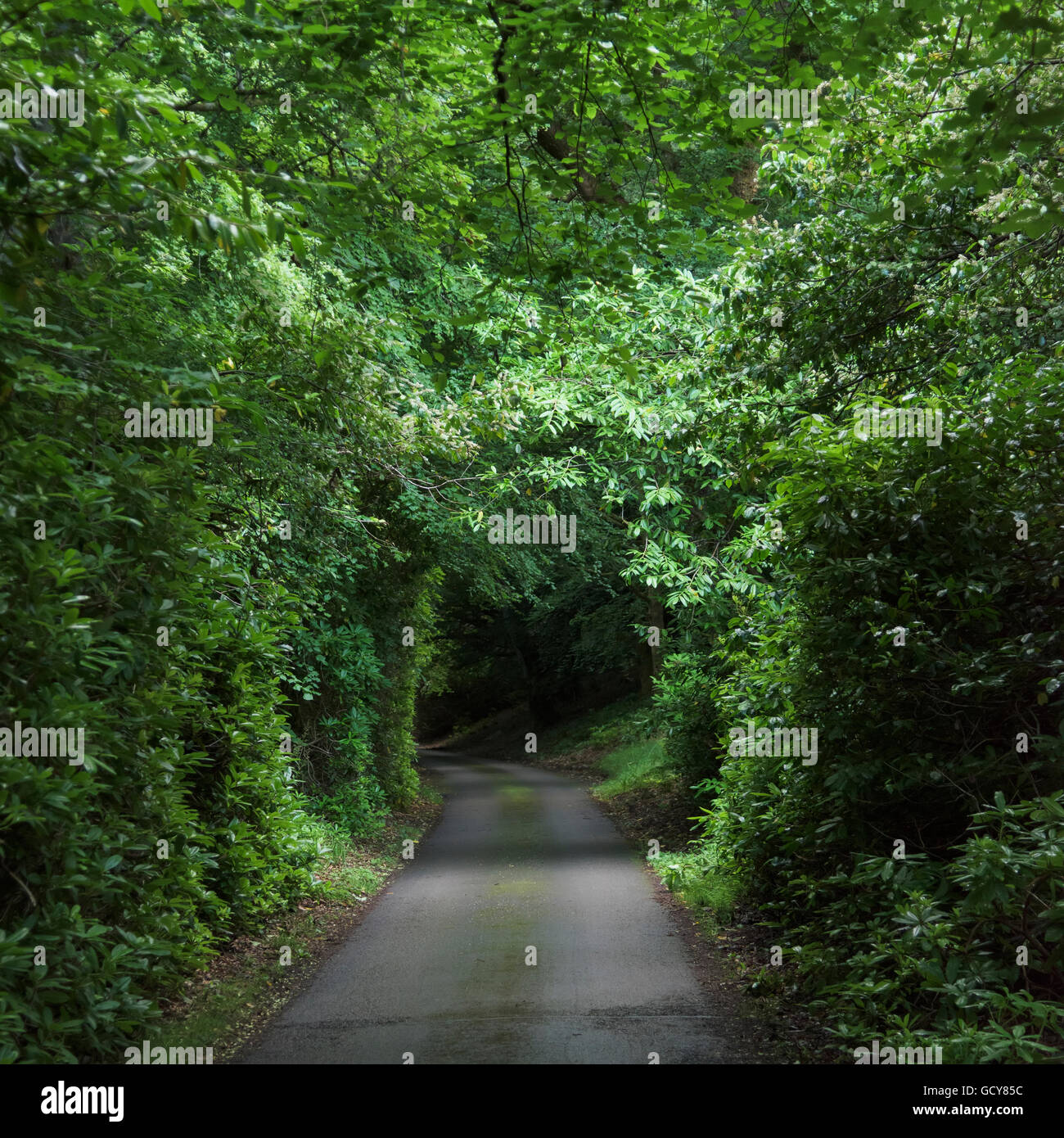 A path with a canopy of lush foliage; Scotland Stock Photo - Alamy