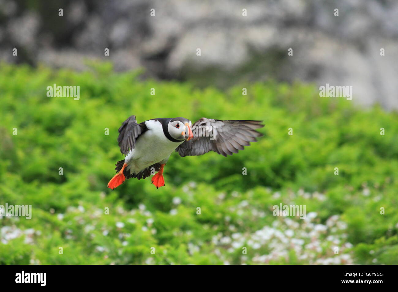 Puffin coming into land on Skomer Island Stock Photo - Alamy