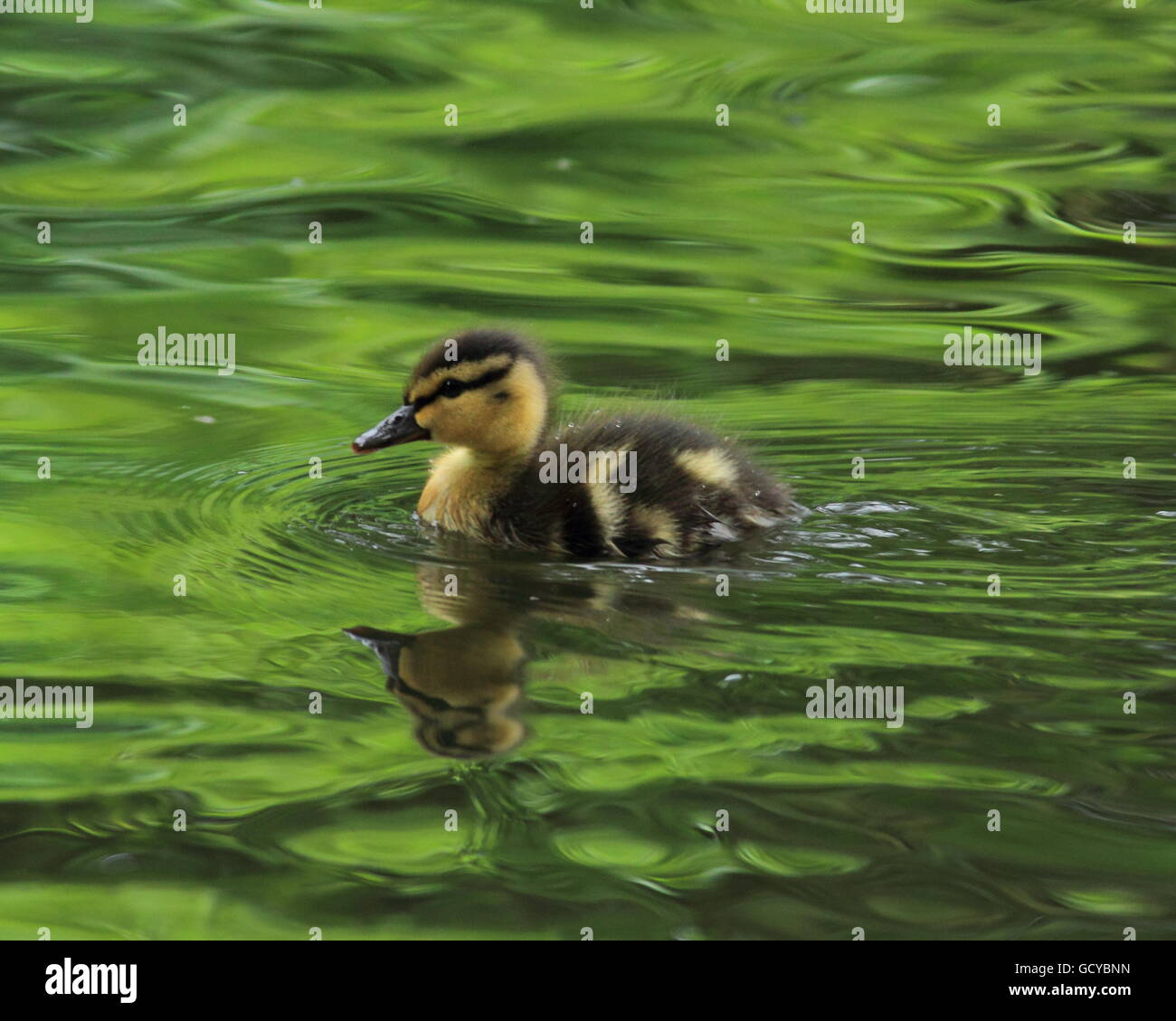 Mallard duckling hi-res stock photography and images - Alamy