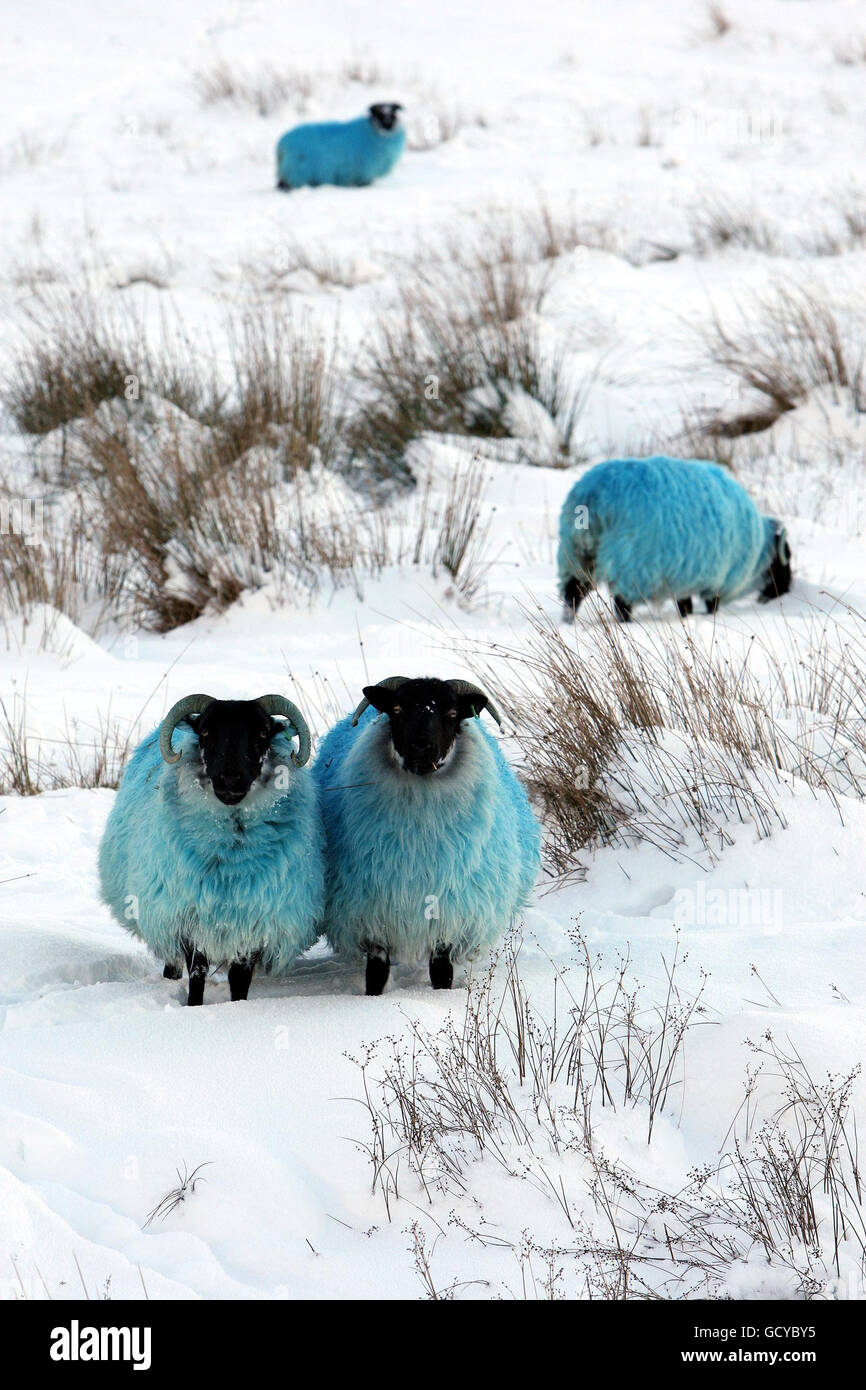 Dyed blue sheep in the hills of Co Antrim as the cold spell continues ...