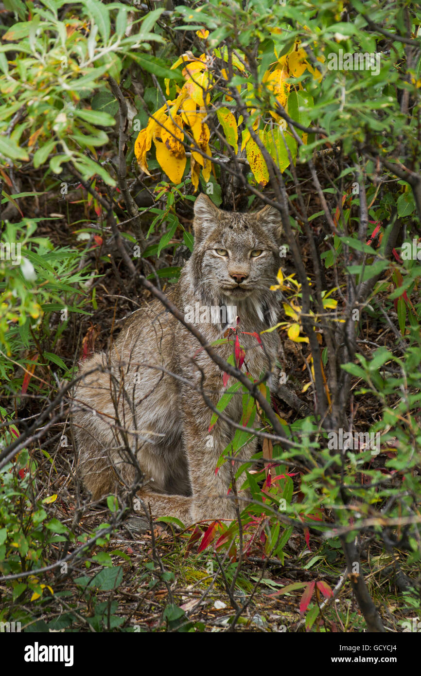 Alaska willow salix alaxensis hi-res stock photography and images - Alamy