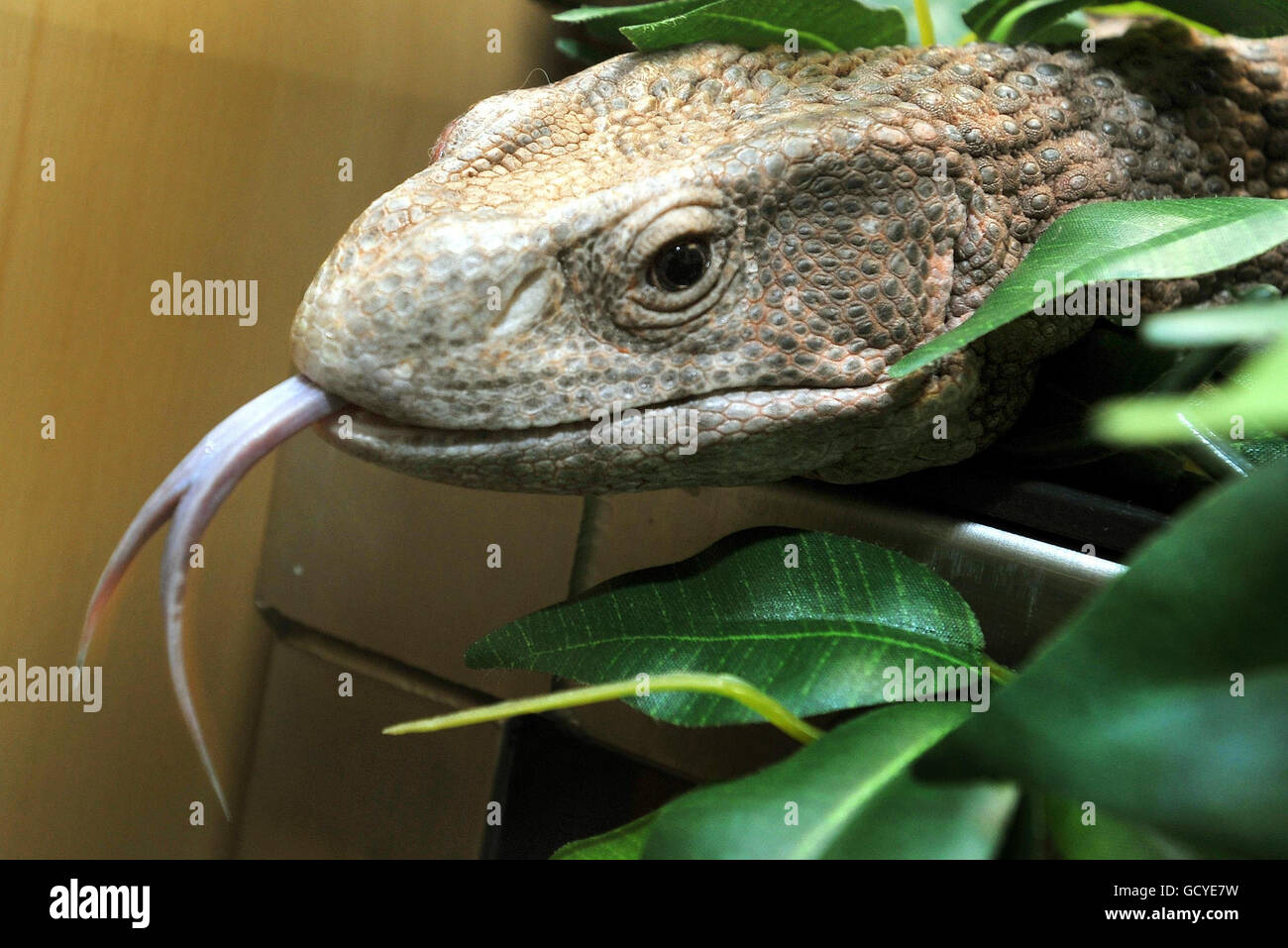 Fluffy the lizard Stock Photo - Alamy