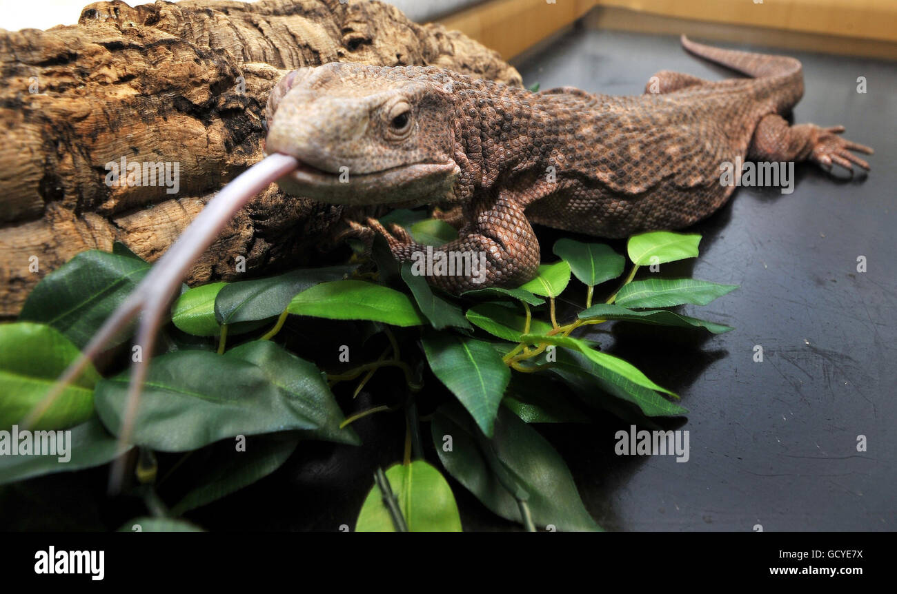 Fluffy lizard hi-res stock photography and images - Alamy