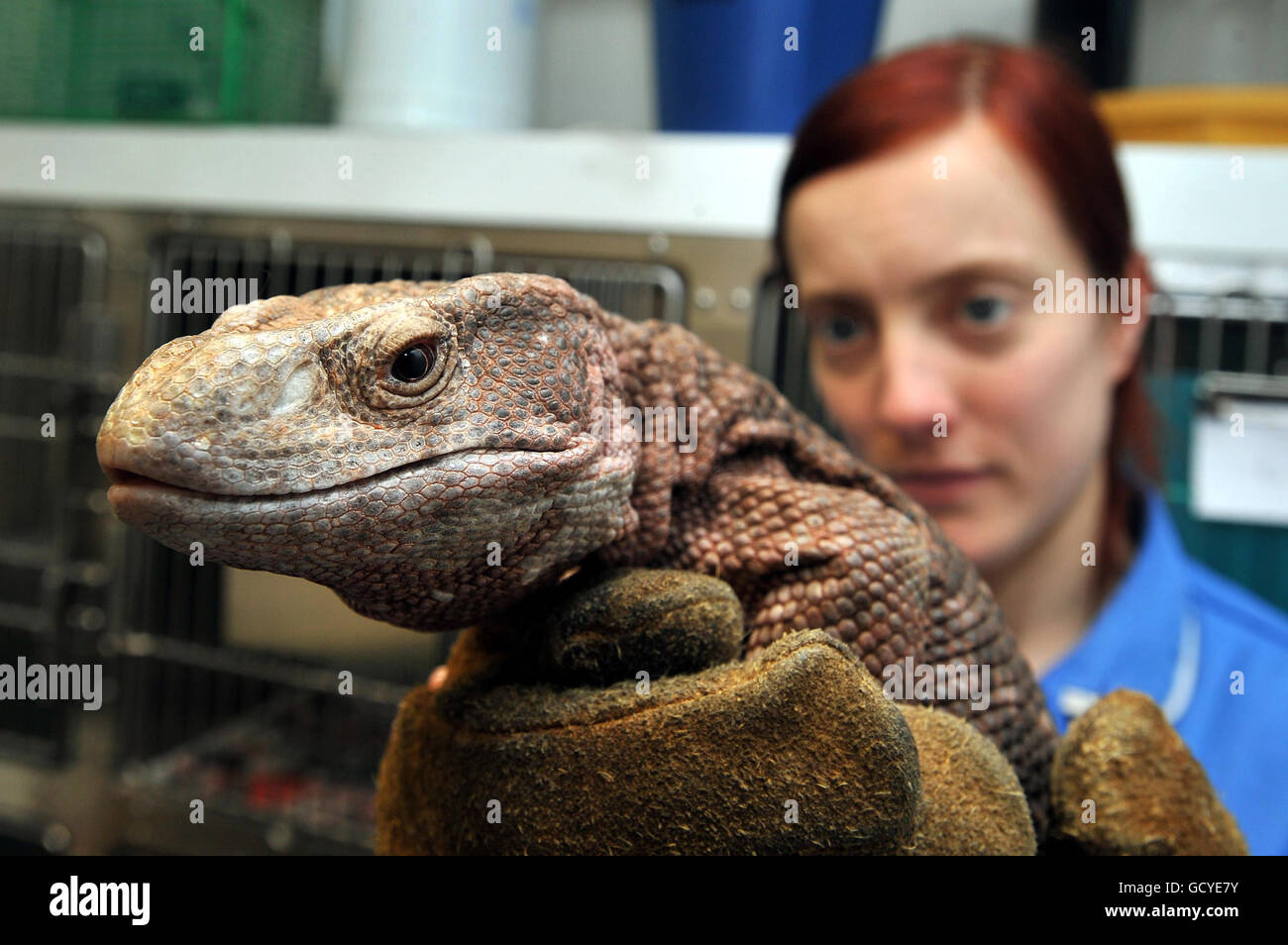 Fluffy the lizard Stock Photo - Alamy
