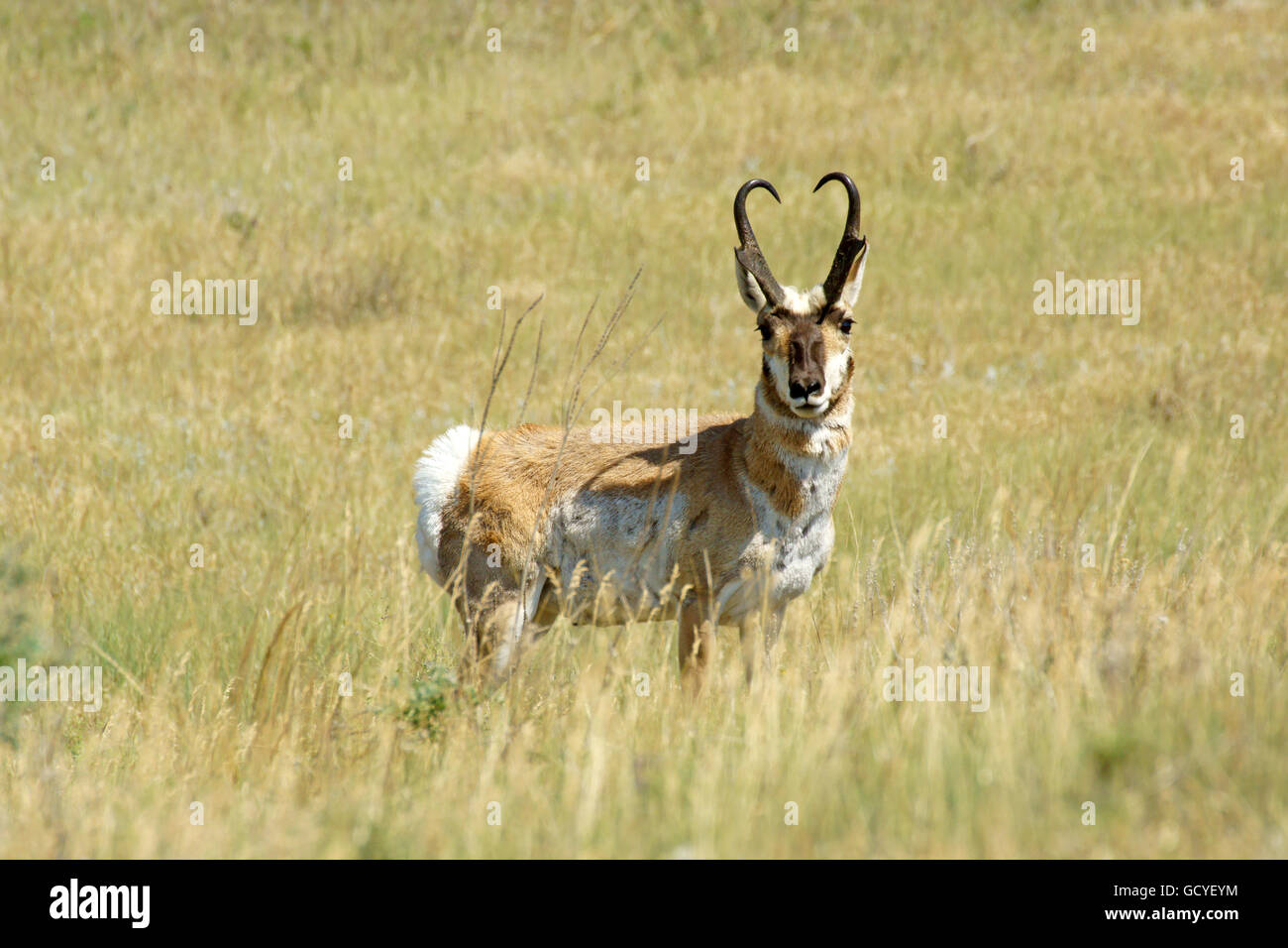 American antelope hi-res stock photography and images - Alamy