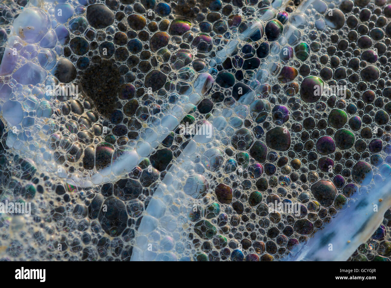 Surf bubbles wash over a Razor Clam shell on the beach; Cannon Beach ...