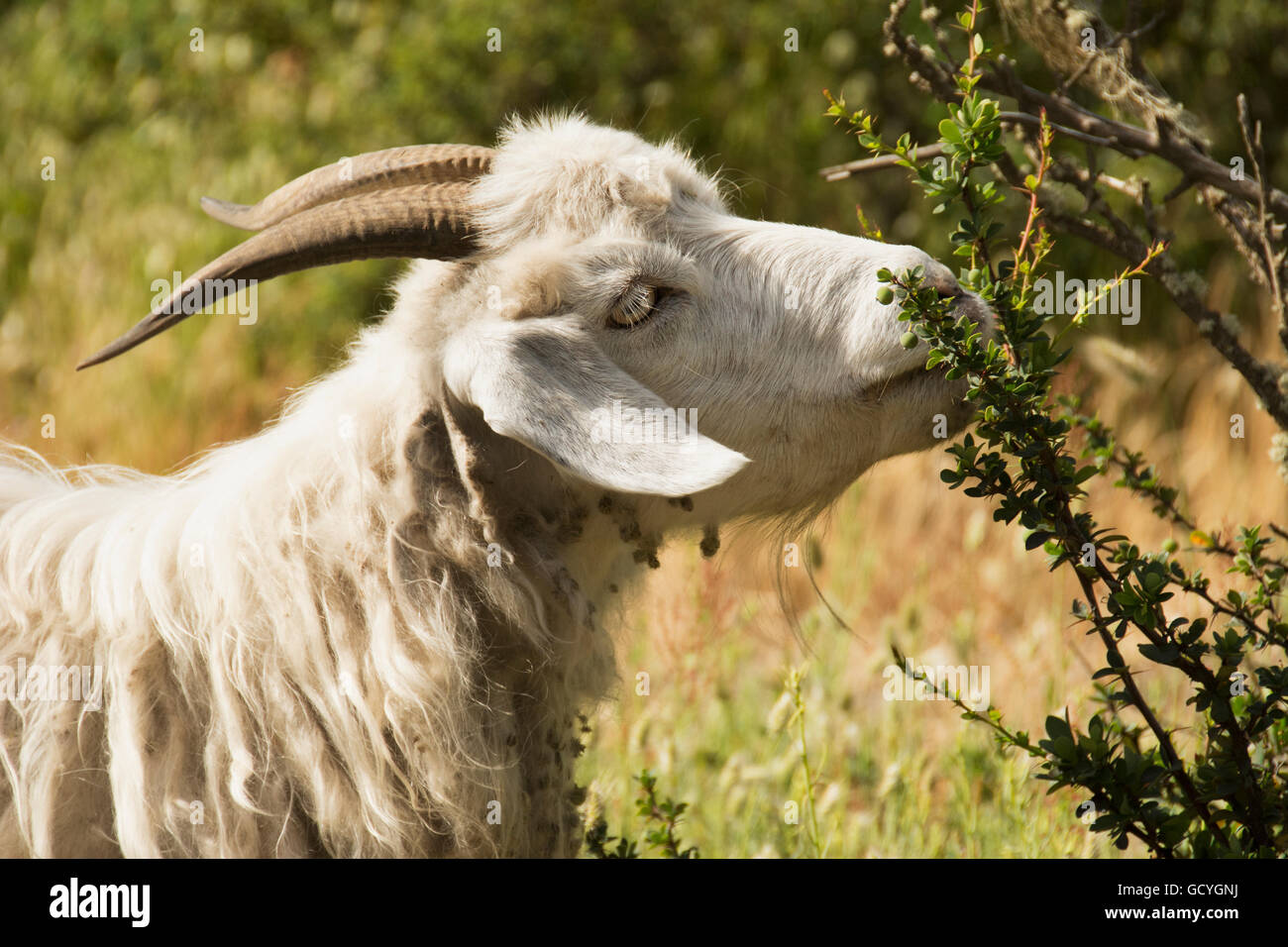 Bush goat hi-res stock photography and images - Alamy