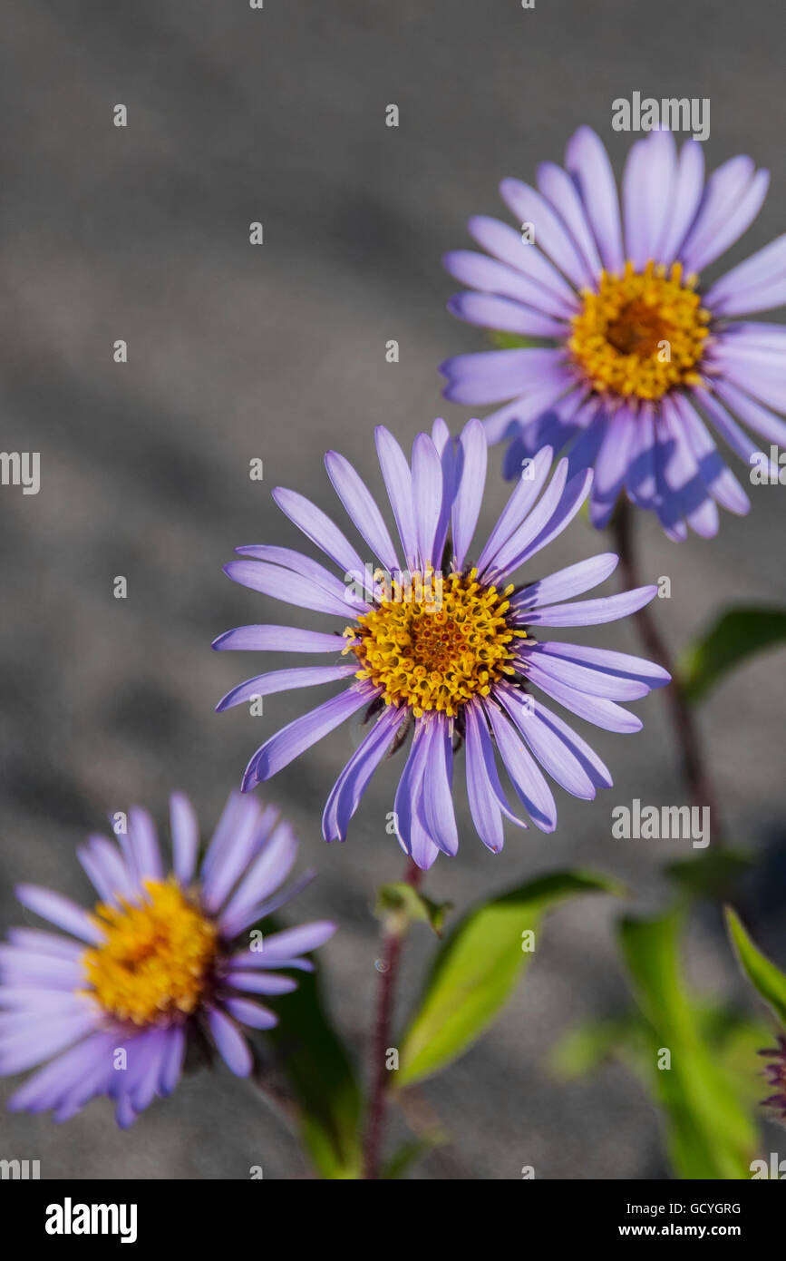 Siberian Aster along the Marsh Fork of the Canning River in the Arctic ...