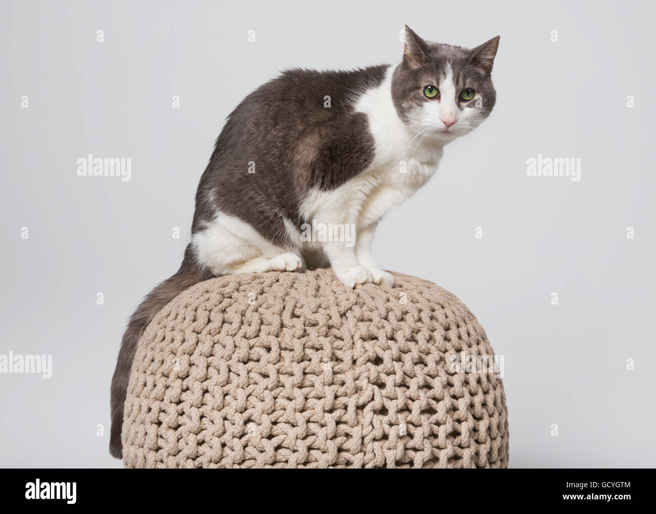 Domestic short-haired cat on a knitted ball in a studio on a white ...