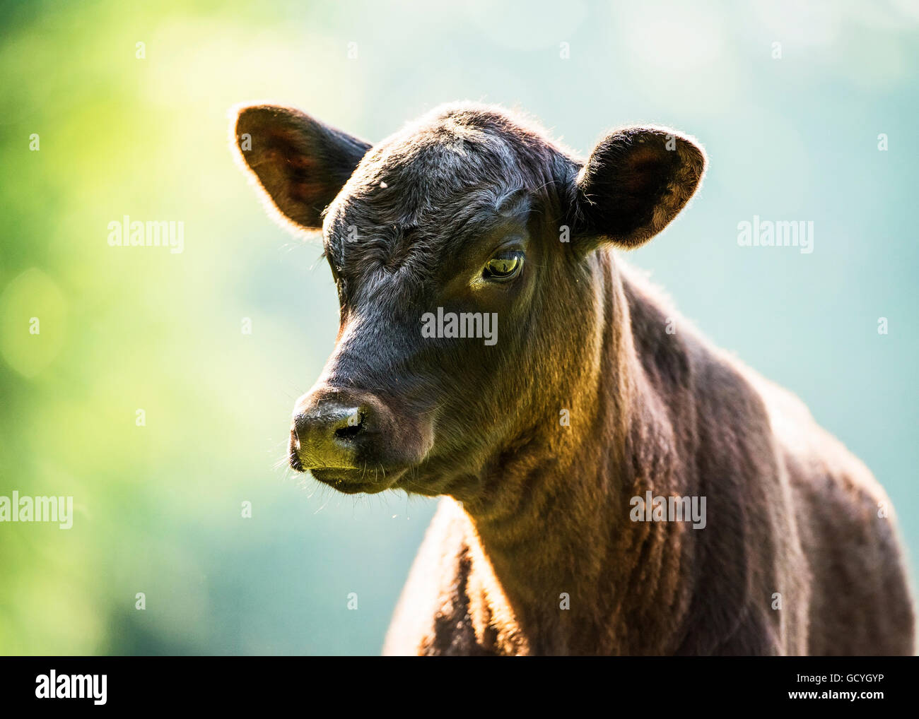 Angus cattle florida hi-res stock photography and images - Alamy