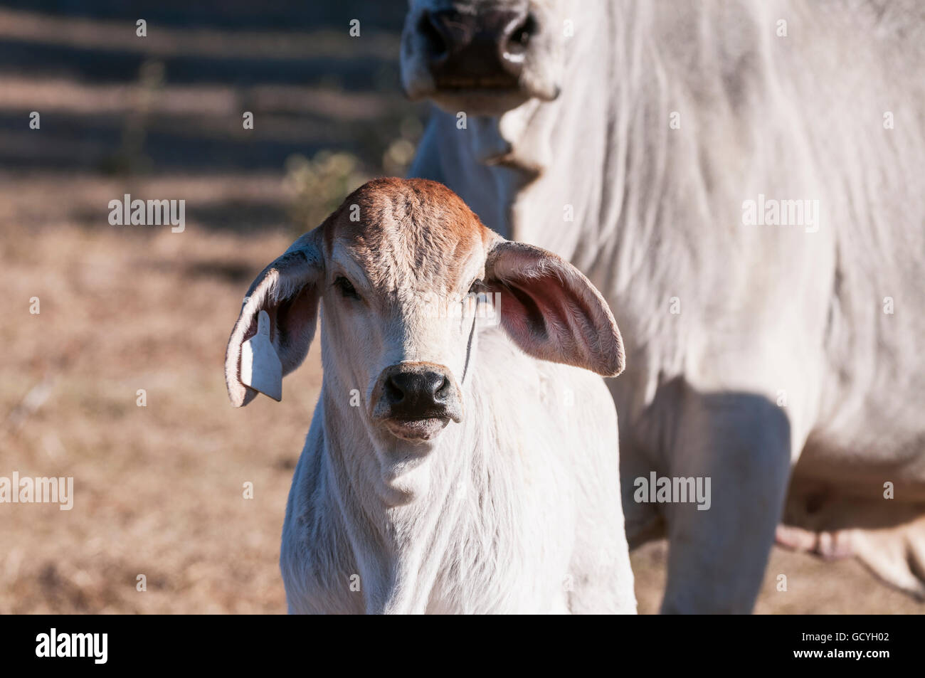 Brahman calf with cow; Reddick, Florida, United States of America Stock ...