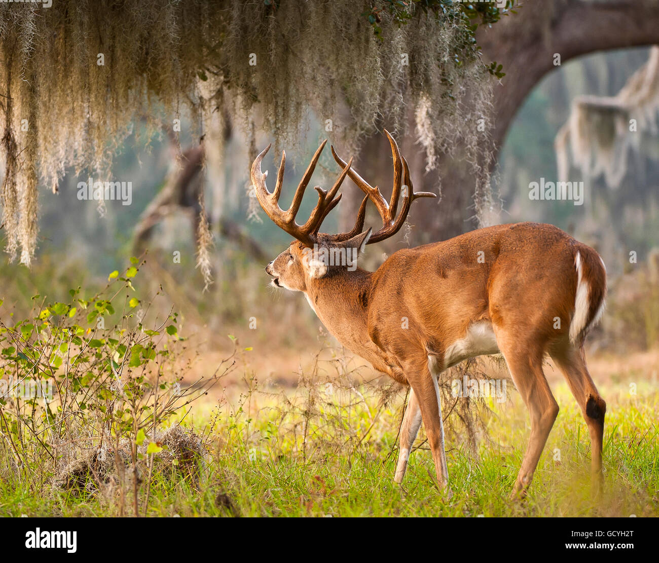 Whitetail deer florida usa odocoileus hi-res stock photography and ...