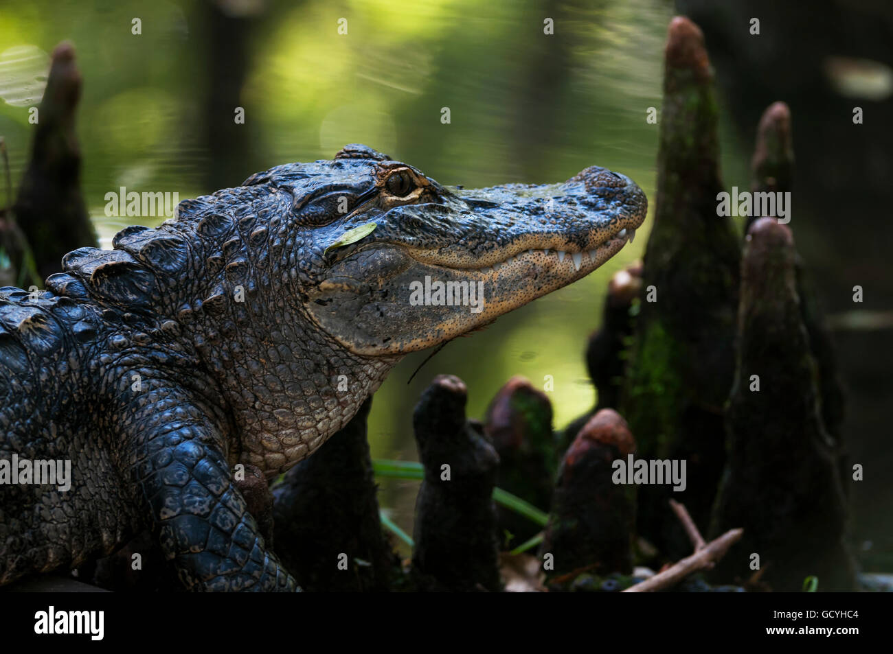 Alligator egg hi-res stock photography and images - Alamy