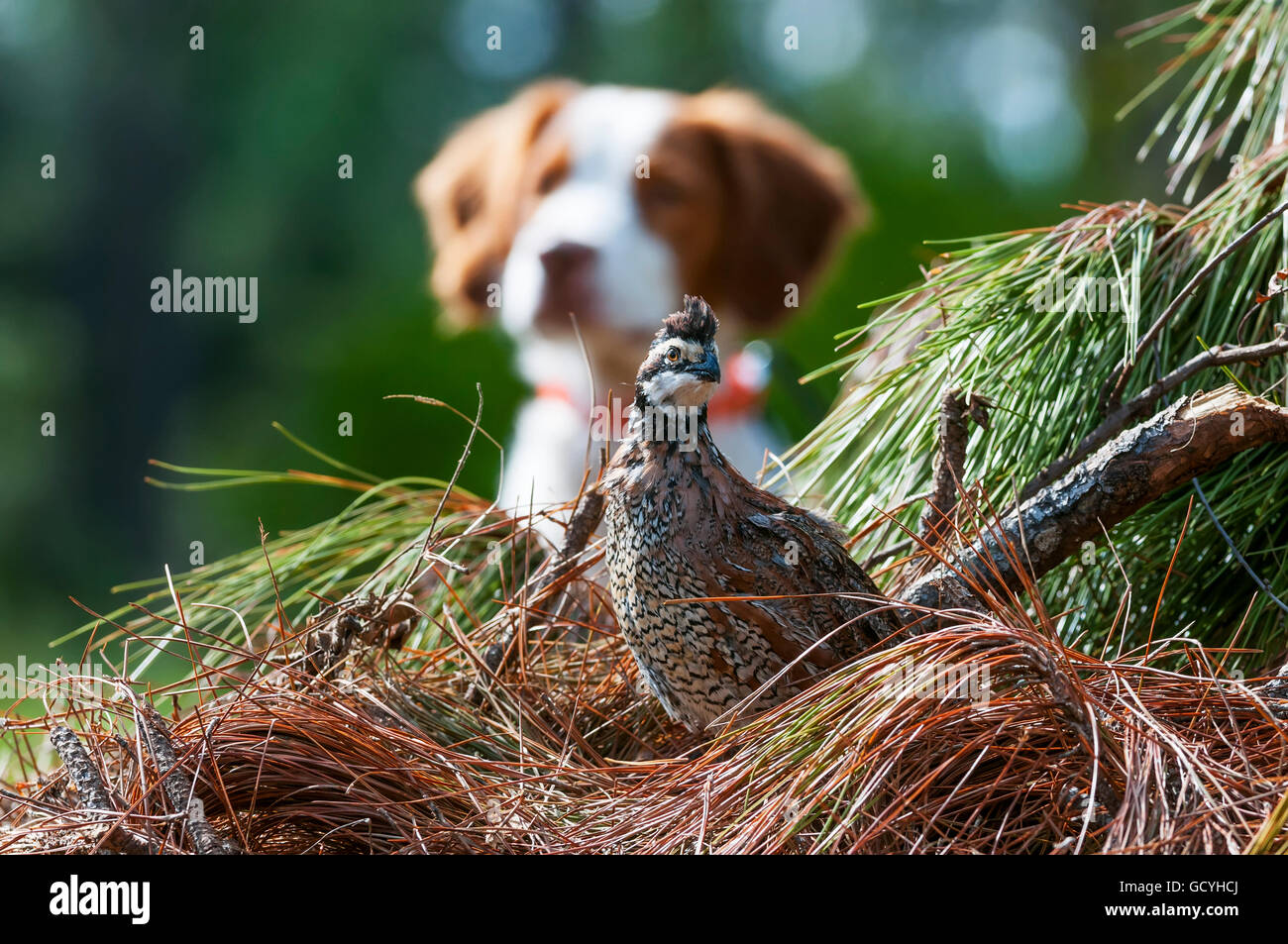 Bobwhite Quail Nest