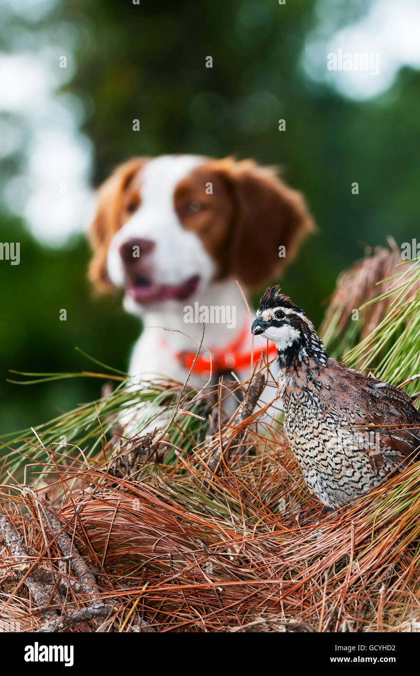 Bobwhite Quail Nest