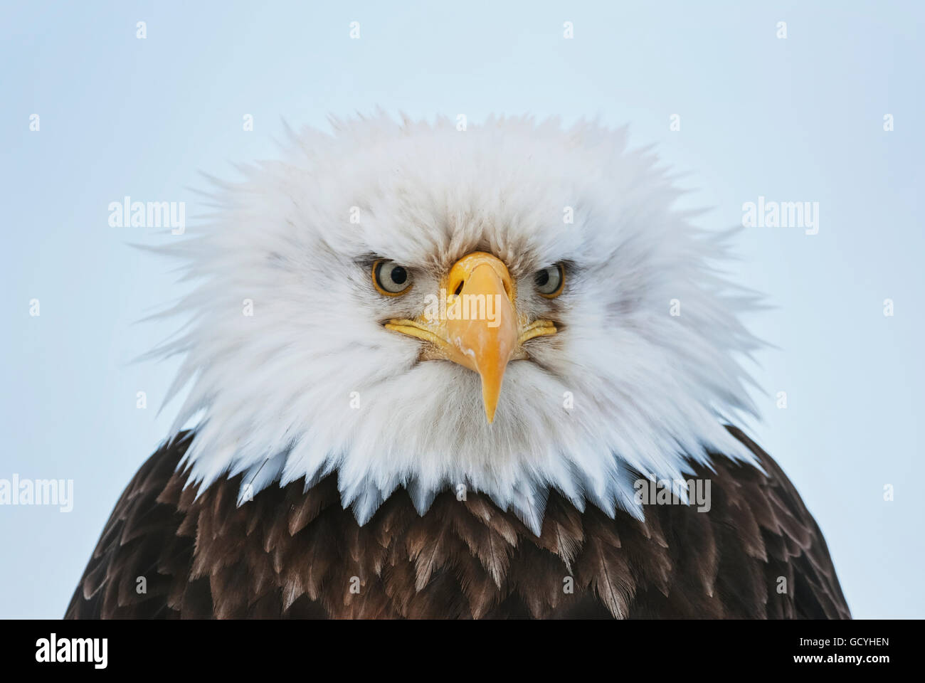 Portrait of a Bald Eagle puffed up at 25 degrees below zero, Homer ...