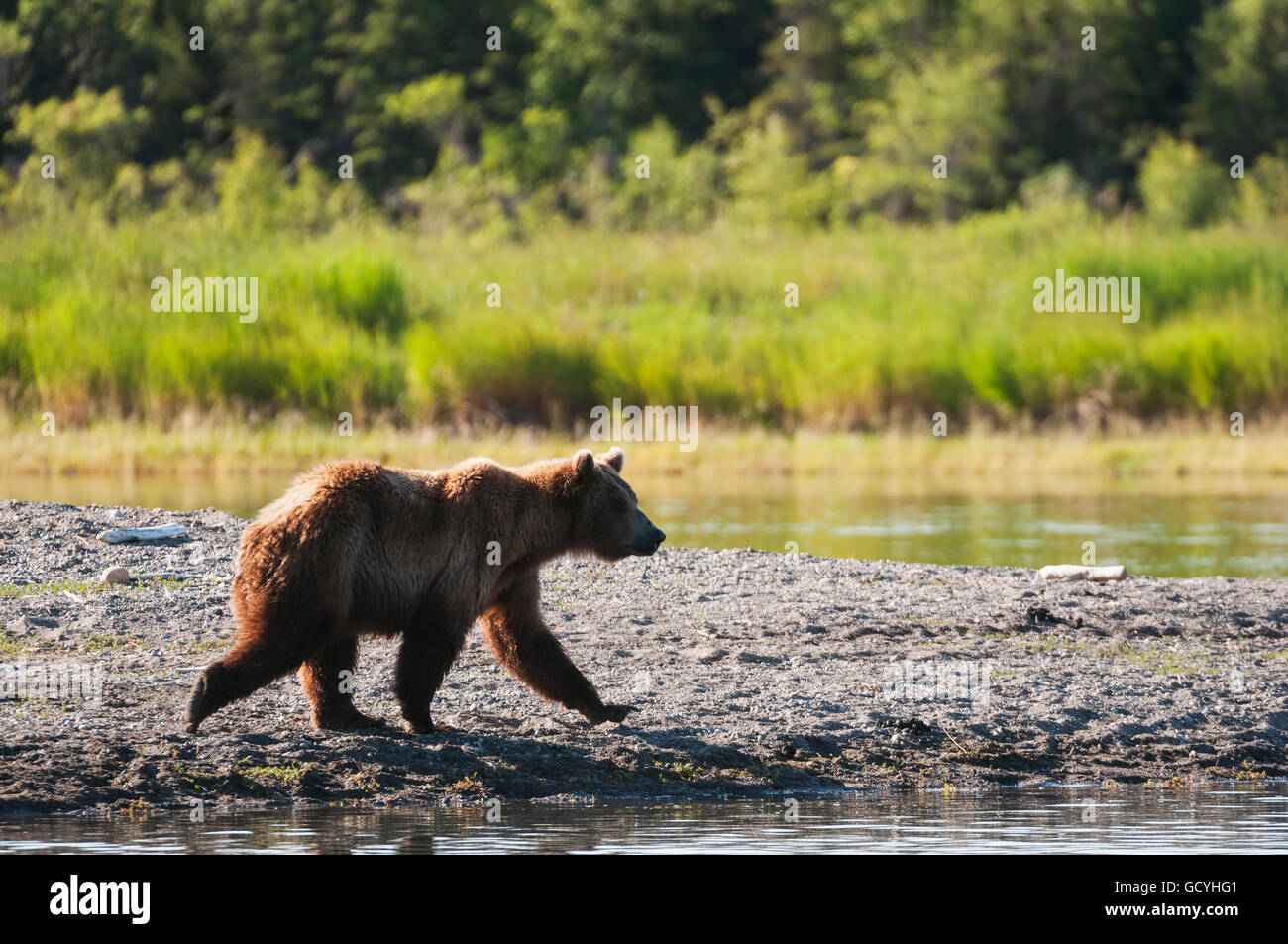 Young Brown bear walks the shoreline of Brooks River searching for food ...