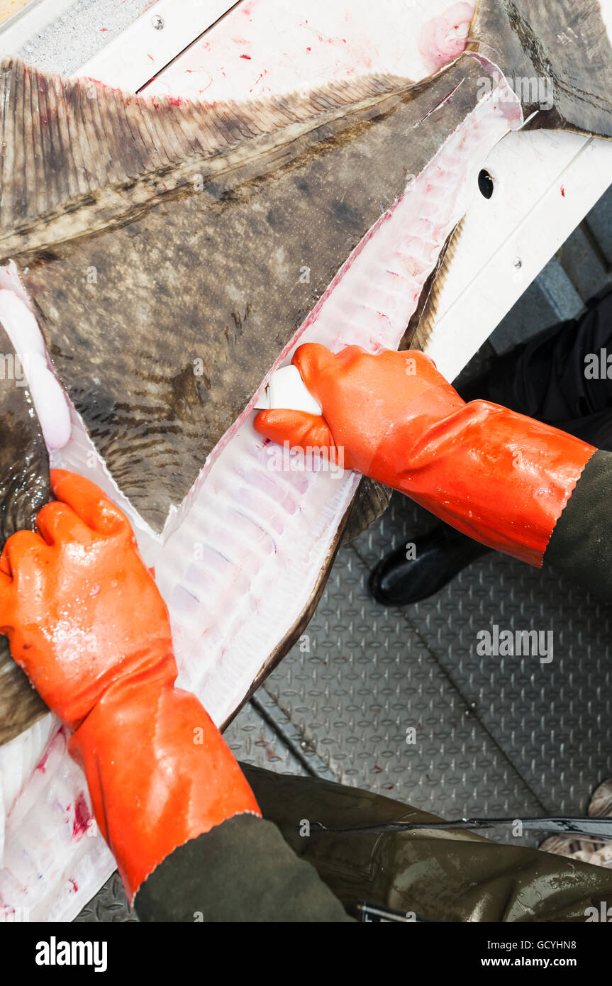 Fisherman filleting a halibut, Alaska Stock Photo - Alamy